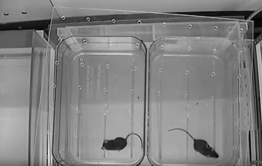 Mouse Model Of Autism Offers Insights To Human Patients Potential Drug