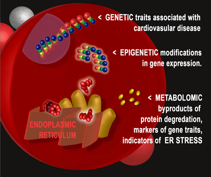 Cellular stress process identified in cardiovascular disease | Duke Health